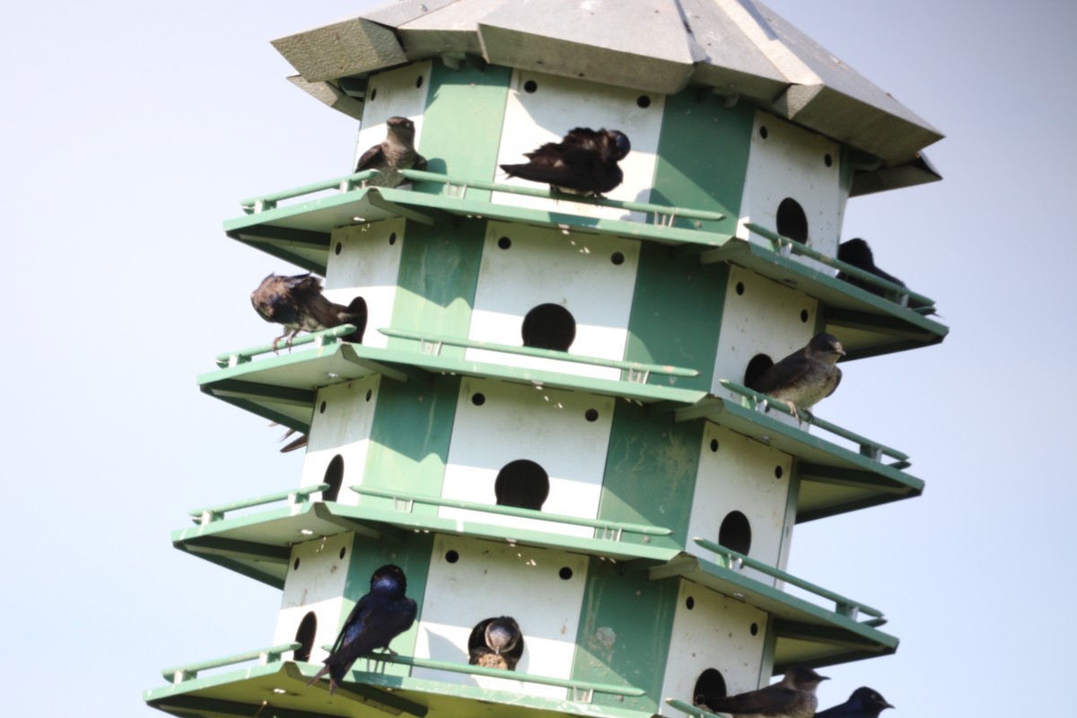 New York Breeding Bird Atlas Checklist - 25 May 2024 - Shawangunk ...