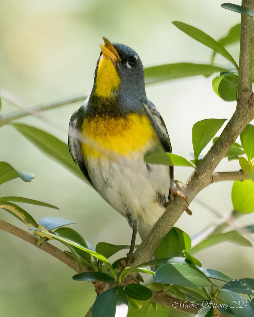 eBird Checklist - 26 May 2024 - Ray Roberts Lake--Dam area Greenbelt ...