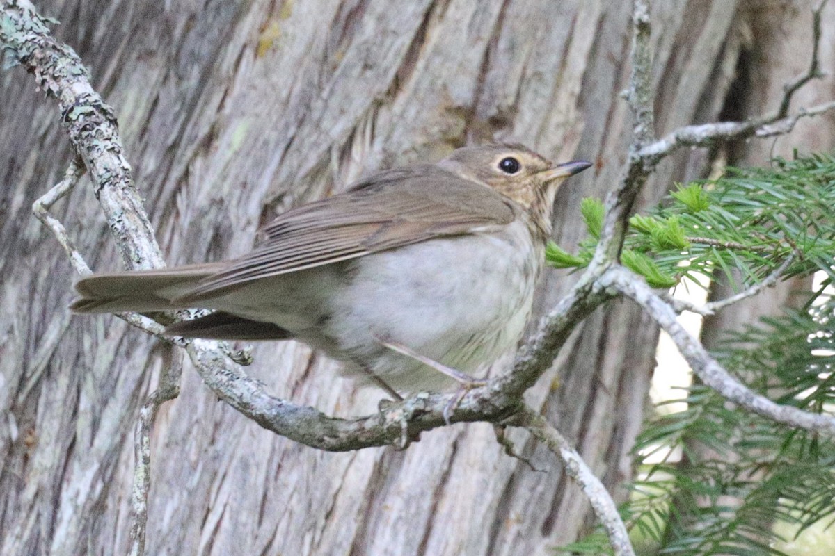 eBird Checklist - 26 May 2024 - Unnamed Road, Algoma, Unorganized ...