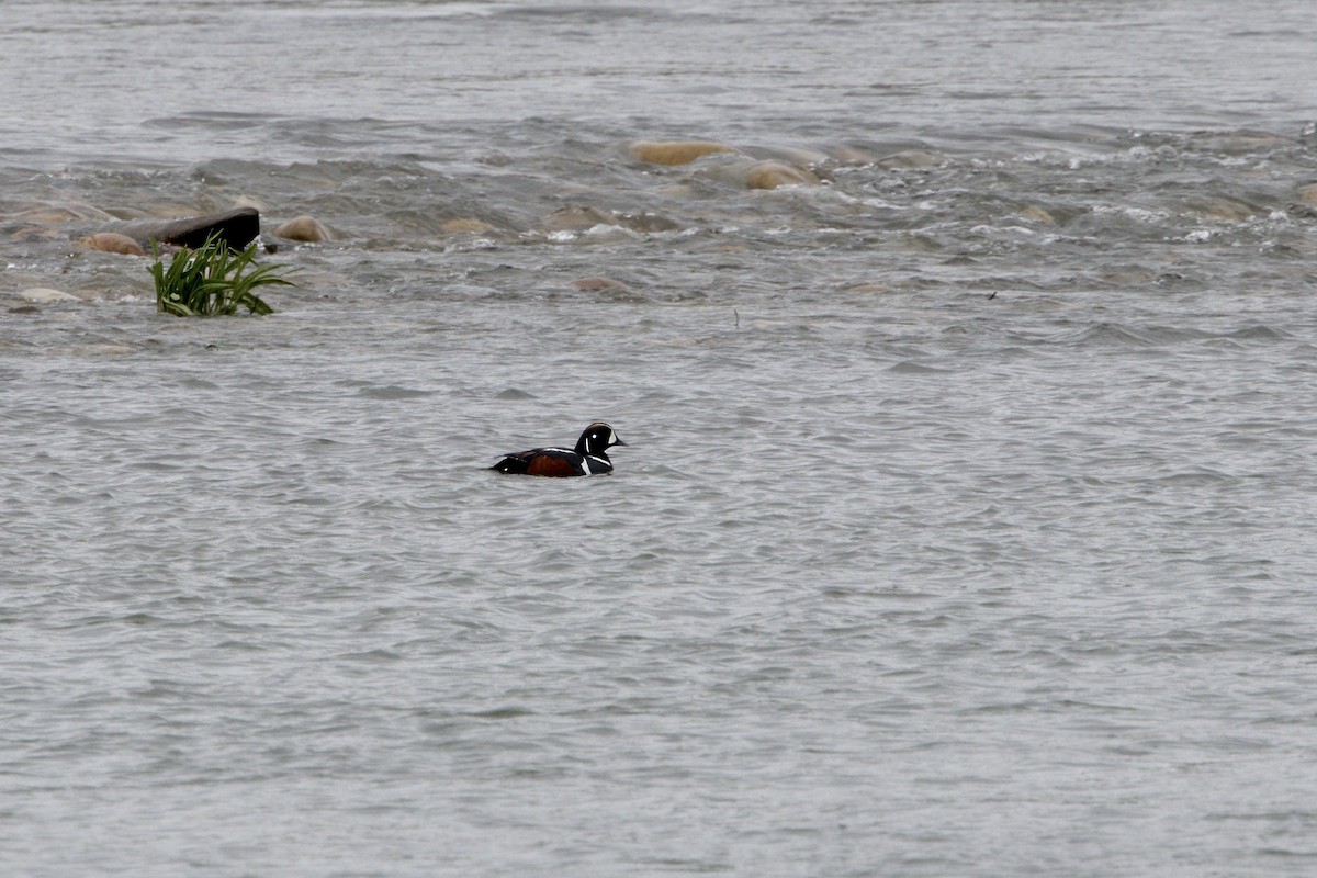 eBird Checklist - 26 May 2024 - Calgary--Carburn Park - 61 species