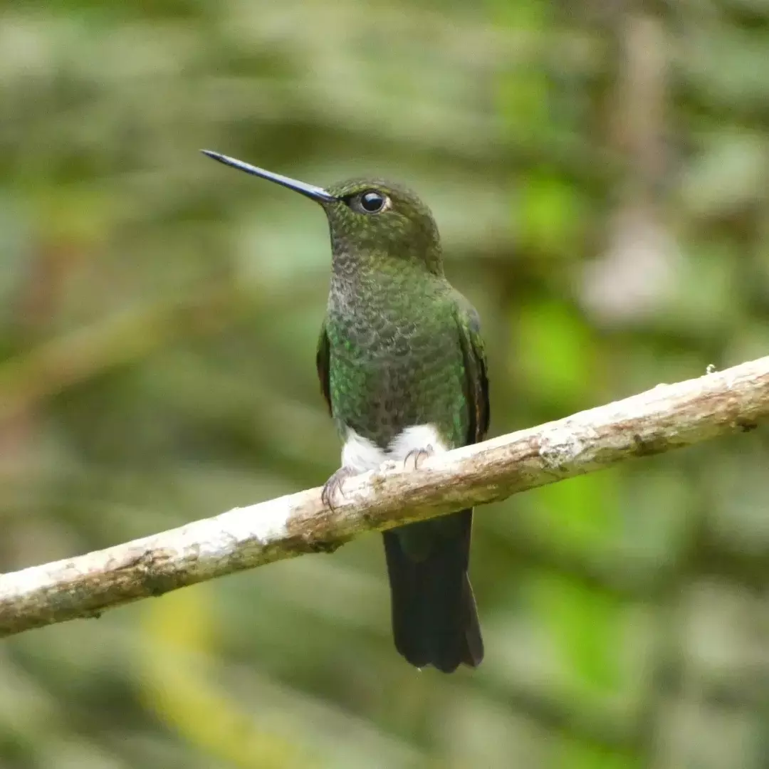 eBird Checklist - 22 May 2024 - Chontas Birdwatching Spot (Observatorio ...