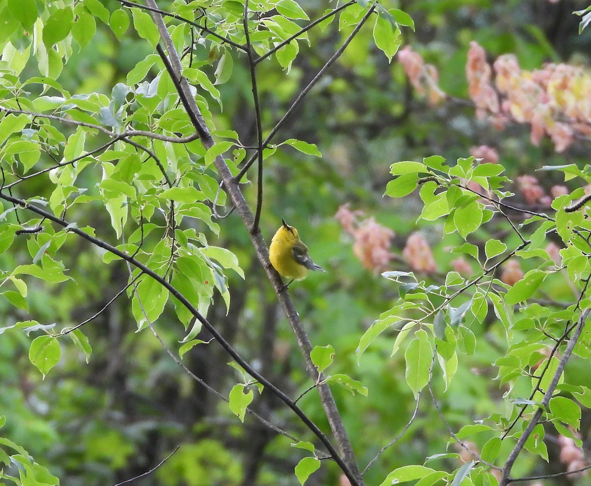 eBird Checklist - 26 May 2024 - Fort Custer SRA - 33 species