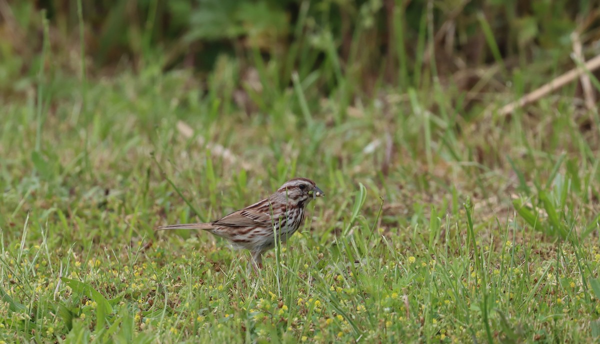 New York Breeding Bird Atlas Checklist - 26 May 2024 - Swan River ...