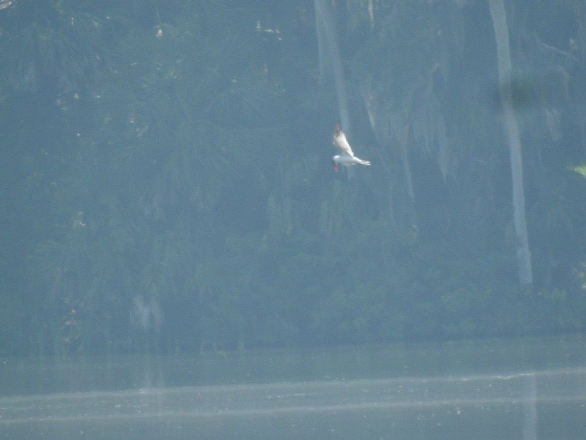 eBird Checklist - 26 May 2024 - Lake Woodruff NWR - 45 species