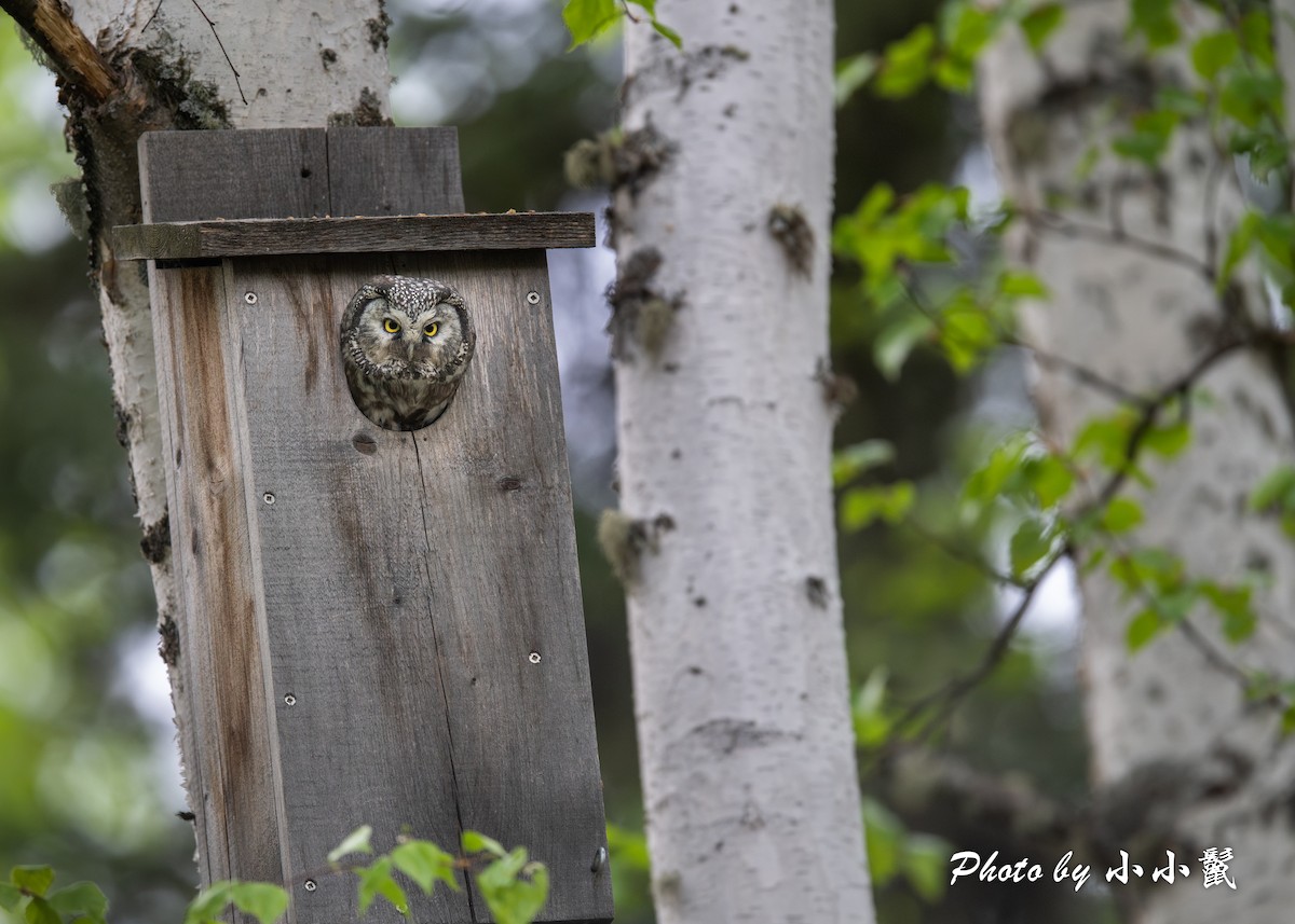 eBird Checklist - 22 May 2024 - Paul’s Boreal Owl - 4 species