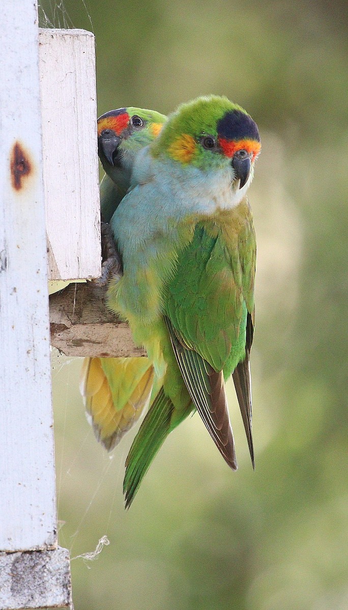 eBird Checklist - 26 May 2024 - Coorong National Park--Salt Creek - 36 ...