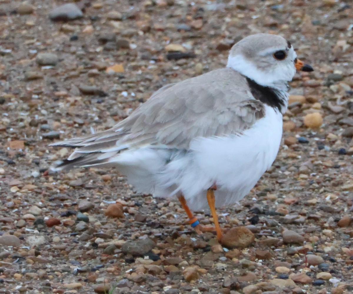 eBird Checklist - 27 May 2024 - Montrose Point Bird Sanctuary, Lincoln ...