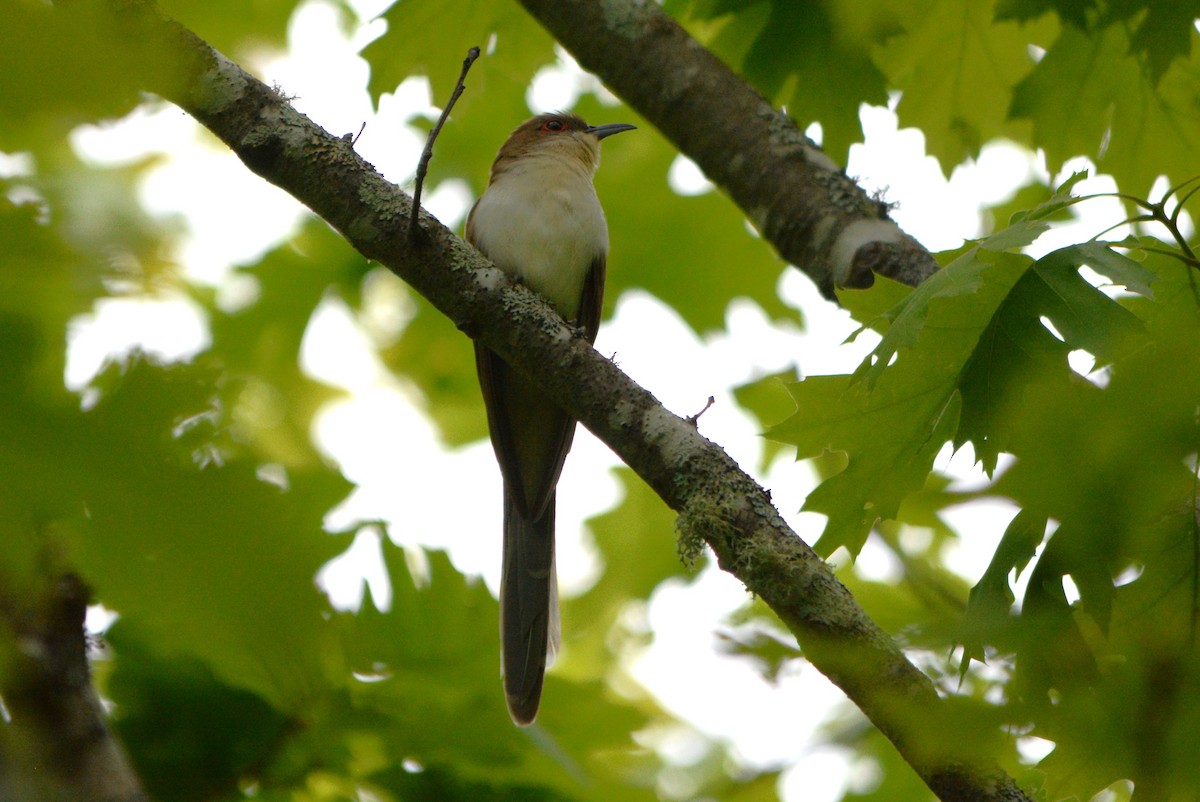 eBird Checklist - 27 May 2024 - Taylor Bait Farm - 37 species