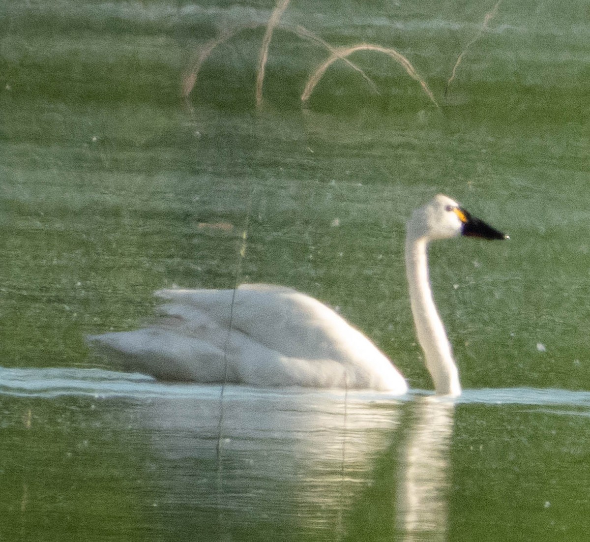 eBird Checklist - 24 May 2024 - Marl Lake - 40 species