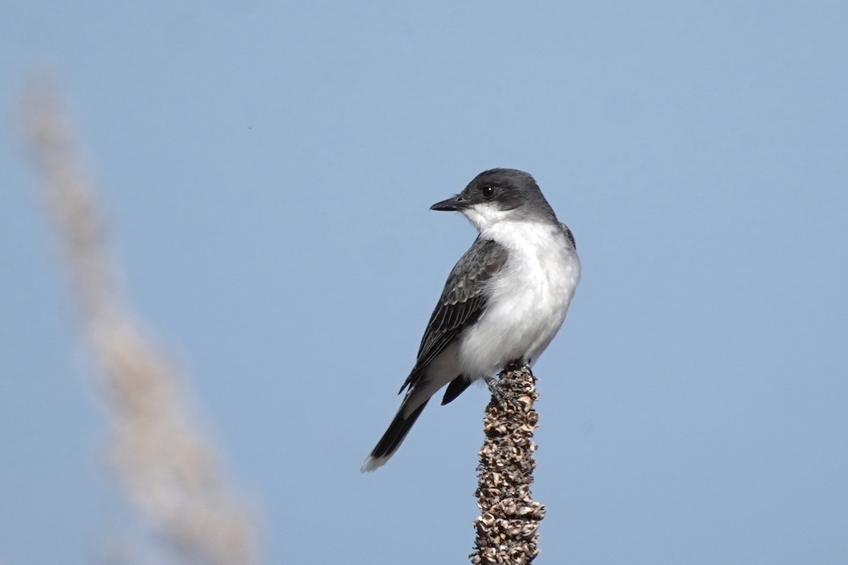 eBird Checklist - 27 May 2024 - Rocky Mountain Arsenal NWR--Lower Derby ...