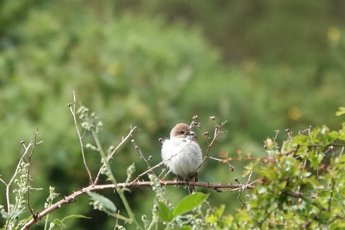 eBird Checklist - 27 May 2024 - Emer Bog and Baddesley Common HIWWT NR ...