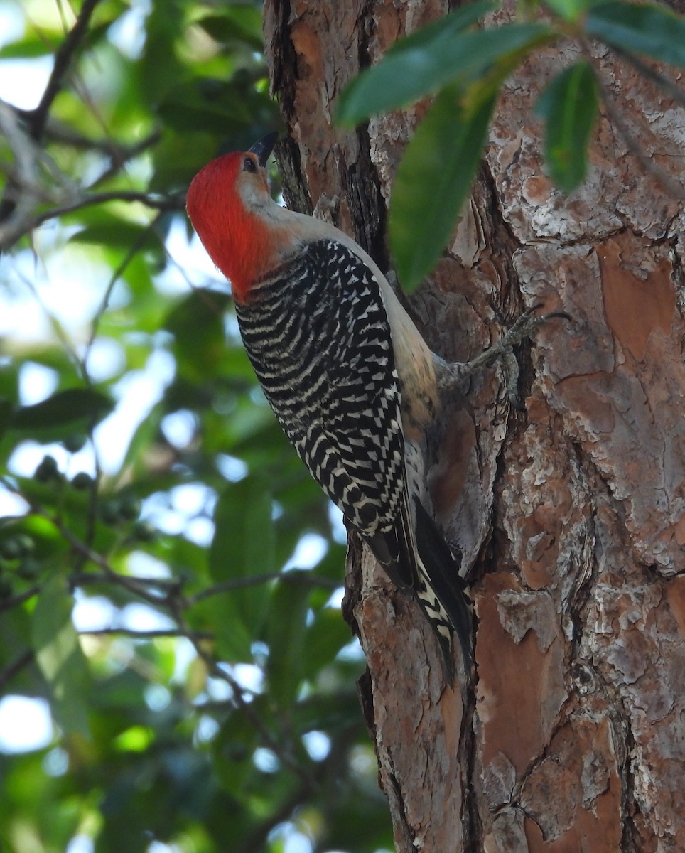 eBird Checklist - 27 May 2024 - My Backyard - 12 species