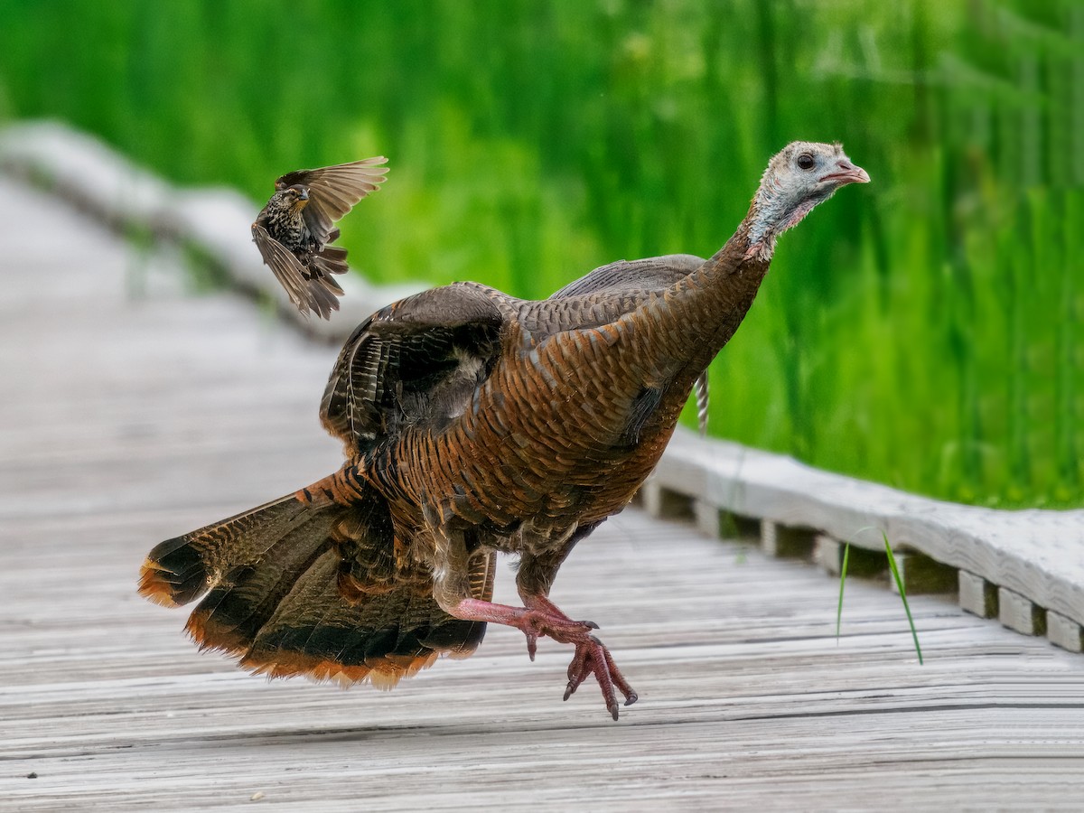 eBird Checklist - 27 May 2024 - Tamarack Nature Preserve - 29 species