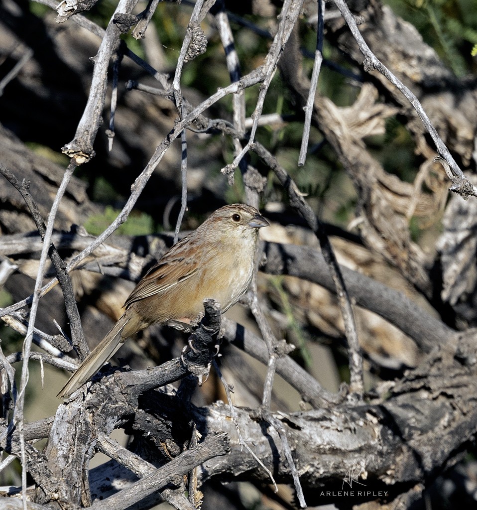 eBird Checklist - 26 May 2024 - 1 Dragoon Mt. Ranch, E Kingbird Trail ...