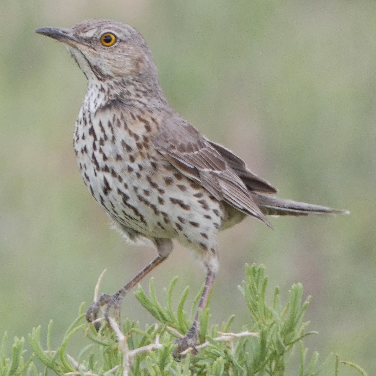 Ebird Checklist 24 May 2024 Rustic Rook Resort 1 Species