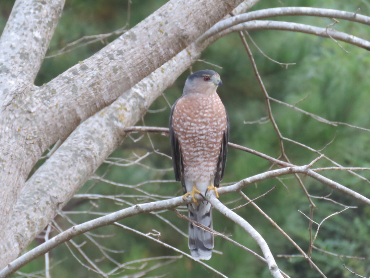 eBird Checklist - 31 Oct 2017 - Passerina Pastures - 2 species