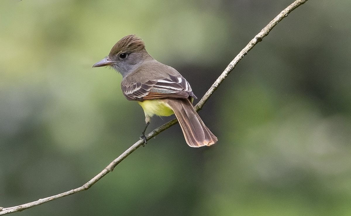 eBird Checklist - 23 May 2024 - Audrey Carroll Audubon Sanctuary - 19 ...