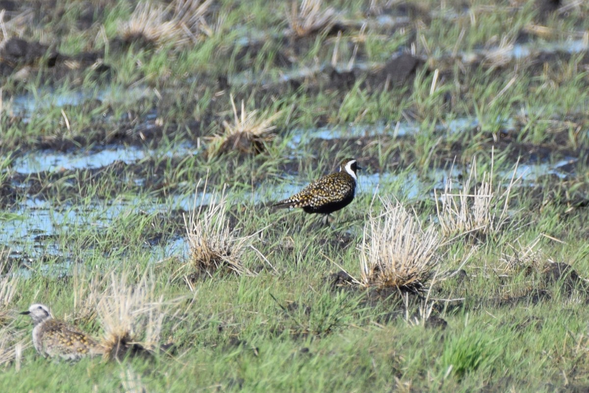 eBird Checklist - 25 May 2024 - US-281, Oberon US-ND 47.98162, -99. ...