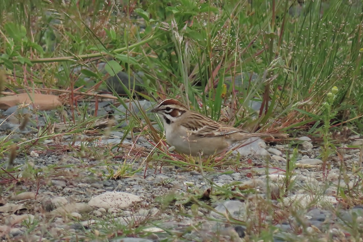 eBird Checklist - 27 May 2024 - Nanaimo River Estuary - 51 species (+2 ...