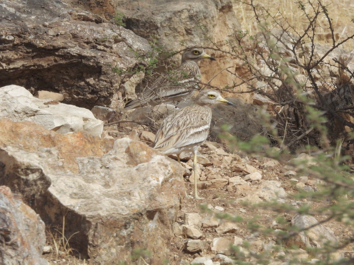 Israel Breeding Bird Atlas Checklist - 28 May 2024 - Wadi Yitzhaki, Ma ...