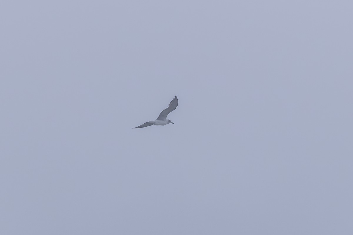 eBird Checklist - 28 May 2024 - 沖縄市--泡瀬干潟IBA--泡瀬の護岸 (Okinawa--Awase ...