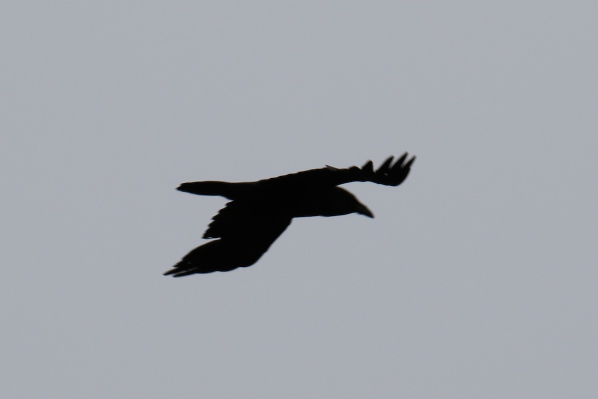 eBird Checklist - 10 May 2024 - Deer Pond Farm, CT Audubon (Dutchess Co ...