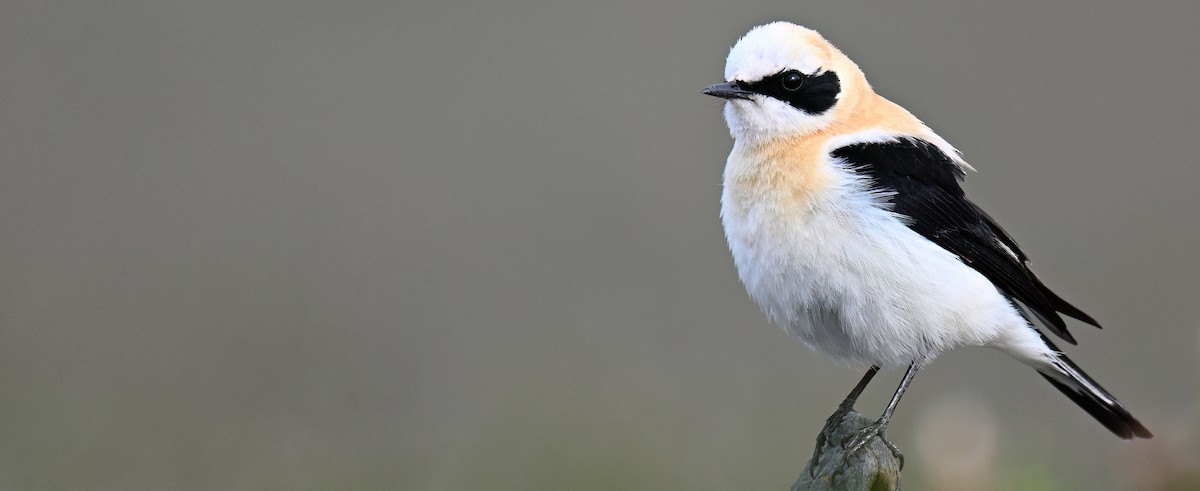 Birds of the World - Cornell Lab of Ornithology