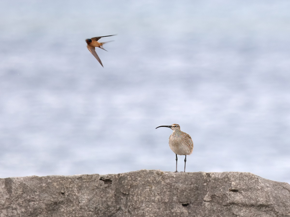 eBird Checklist - 28 May 2024 - Oakville--Bronte Harbour - 28 species