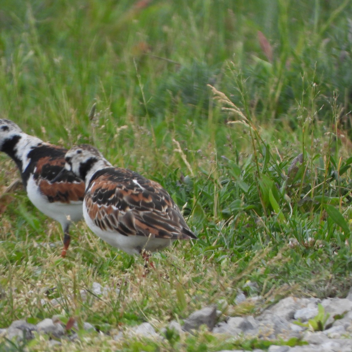 eBird Checklist - 28 May 2024 - Harley Ensign Memorial Boating Access ...