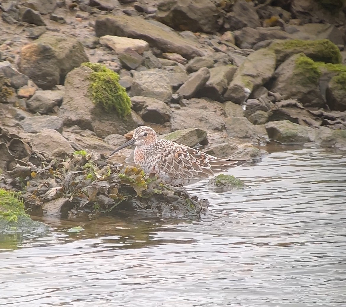eBird Checklist - 28 May 2024 - Hayle Estuary RSPB Reserve--Lelant ...