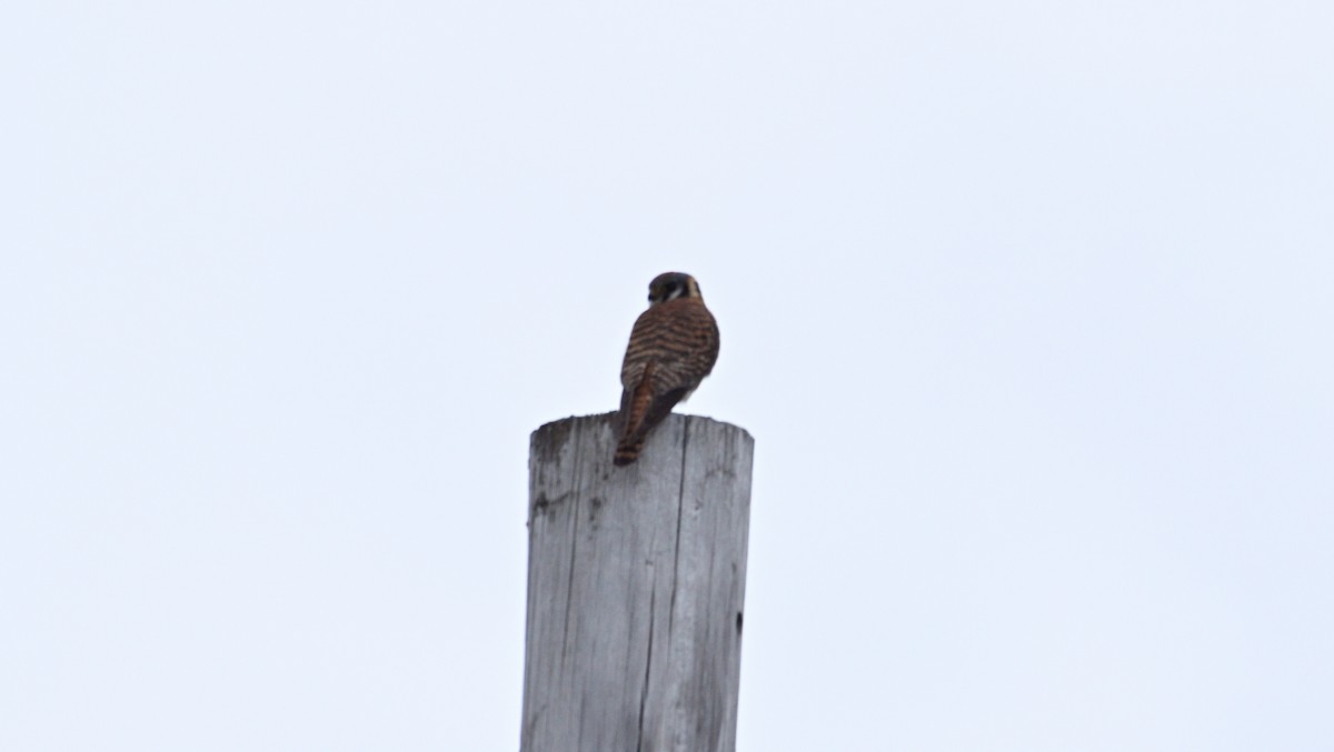 eBird Checklist - 28 May 2024 - HVGB--Birch Island Hydro Road - 7 species