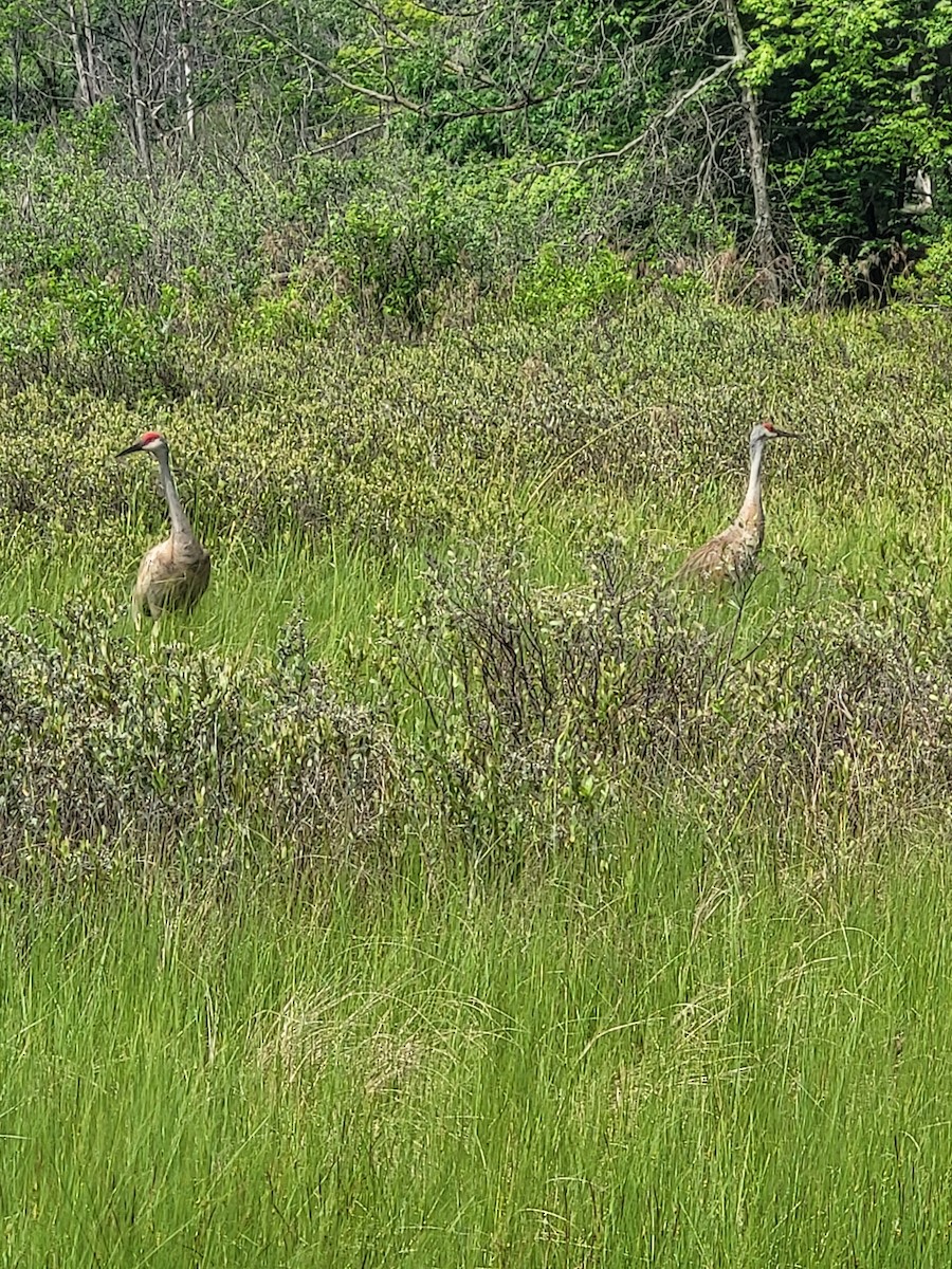 eBird Checklist - 28 May 2024 - Bishop's Bog Preserve - 49 species