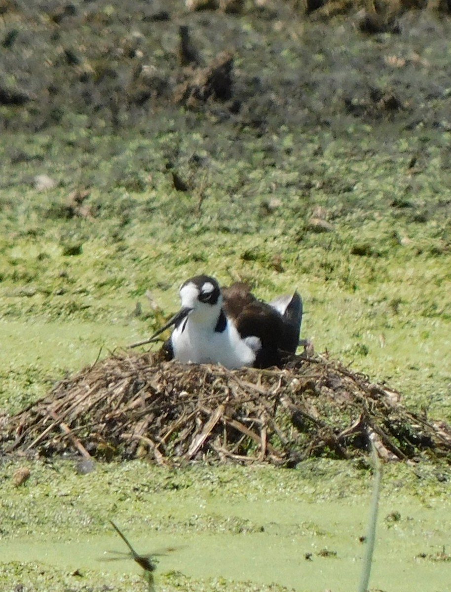 eBird Checklist - 28 May 2024 - Phinizy Swamp Nature Park - 23 species