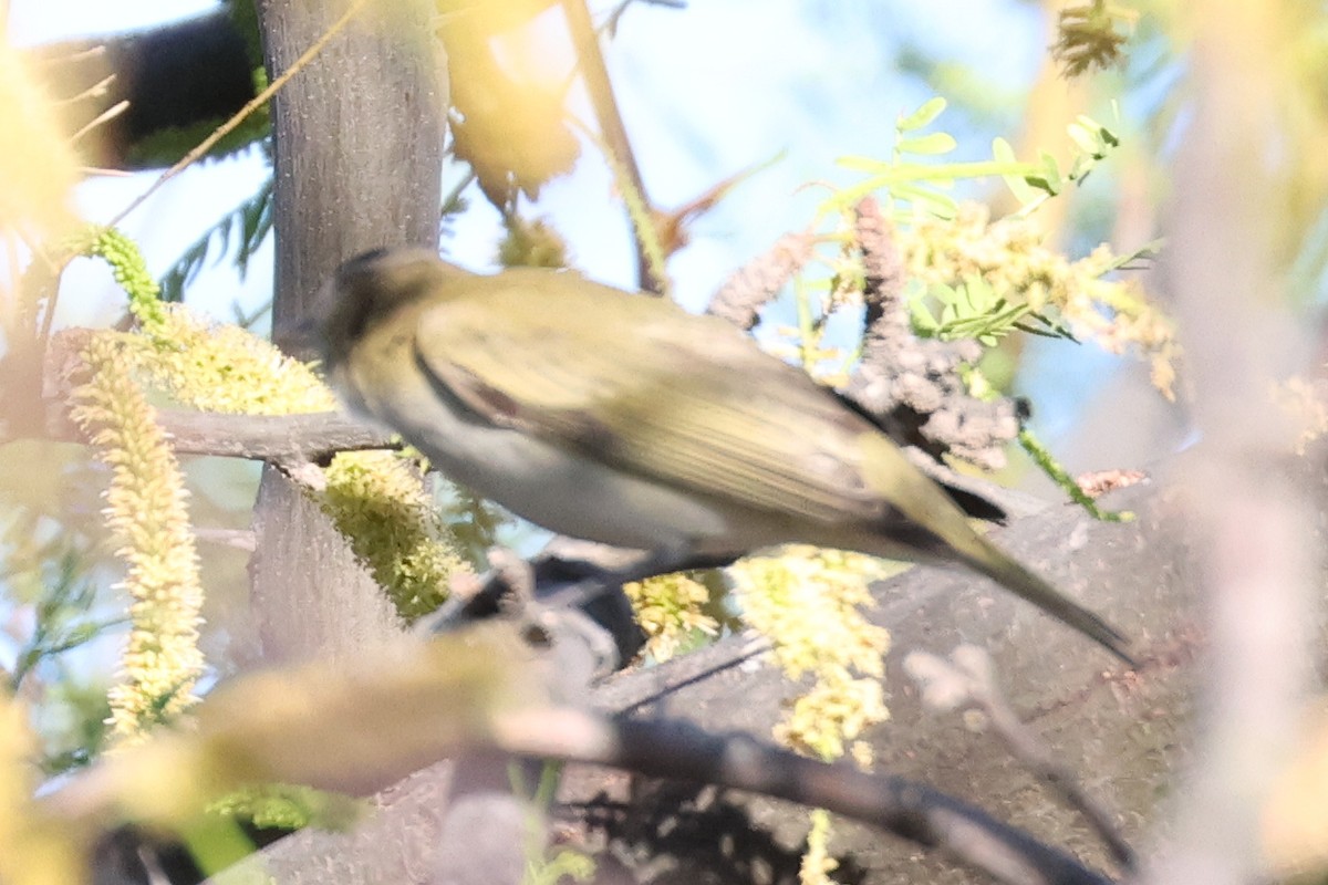 eBird Checklist - 28 May 2024 - Prescott College Field Station - 16 species