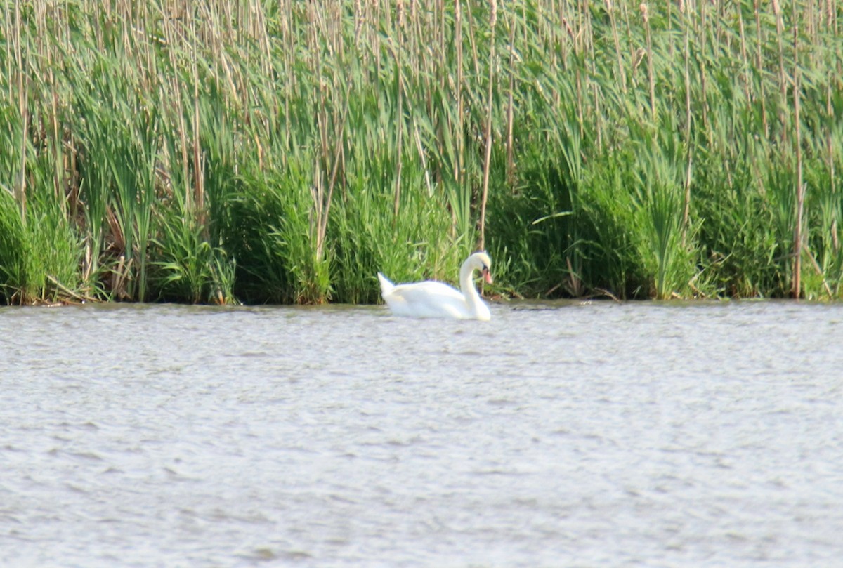 eBird Checklist - 22 May 2024 - Lake Decatur--Sportsman's Park - 1 species