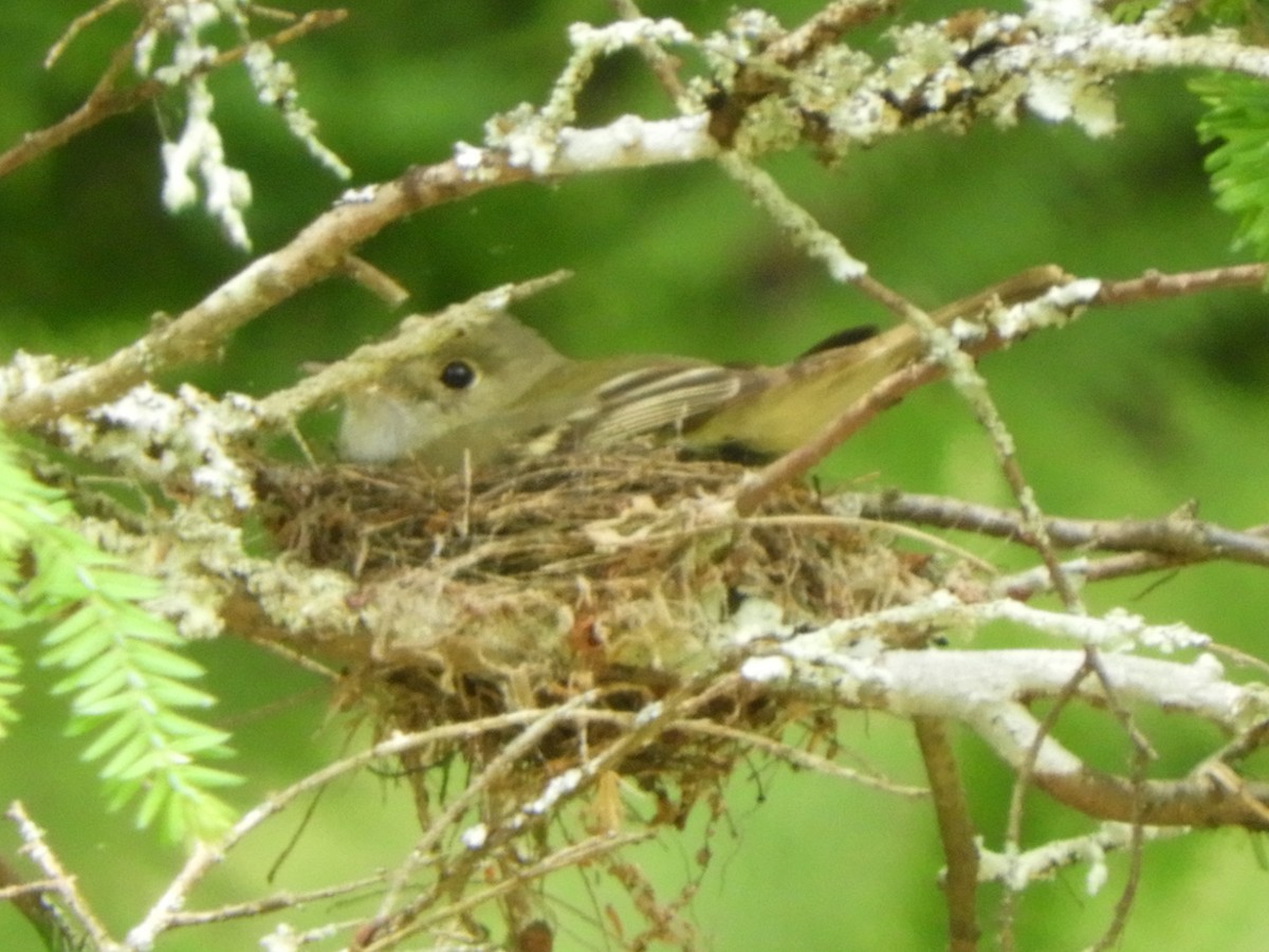 eBird Checklist - 28 May 2024 - Prettyboy Reservoir--Hemlock Gorge ...