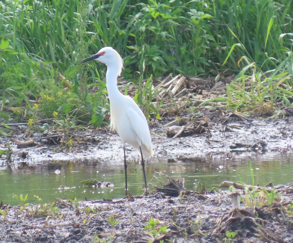 eBird Checklist - 28 May 2024 - W6295 Cemetery Road, Van Dyne ...