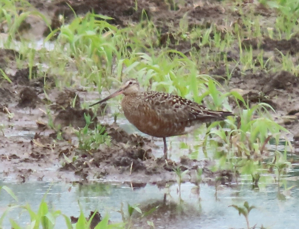 eBird Checklist - 28 May 2024 - 6690 Cemetery Road, Van Dyne, Wisconsin ...
