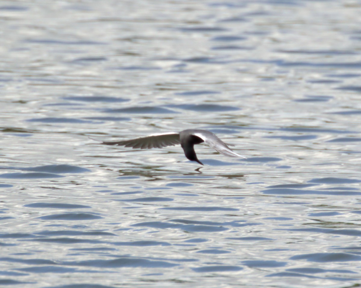 eBird Checklist - 28 May 2024 - Bird Rd. Sewage Ponds - 16 species