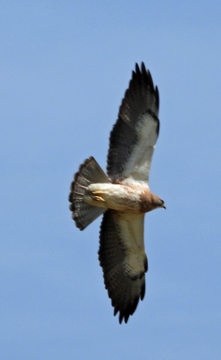 eBird Checklist - 28 May 2024 - Simms Creek Rd, Augusta US-MT 47.43728 ...