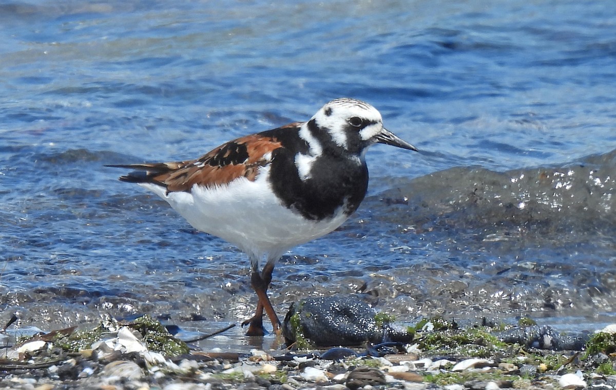 eBird Checklist - 28 May 2024 - Montrose Point Bird Sanctuary, Lincoln ...