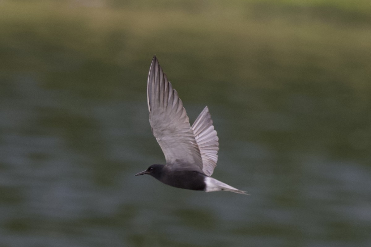 eBird Checklist - 28 May 2024 - Bird Rd. Sewage Ponds - 33 species