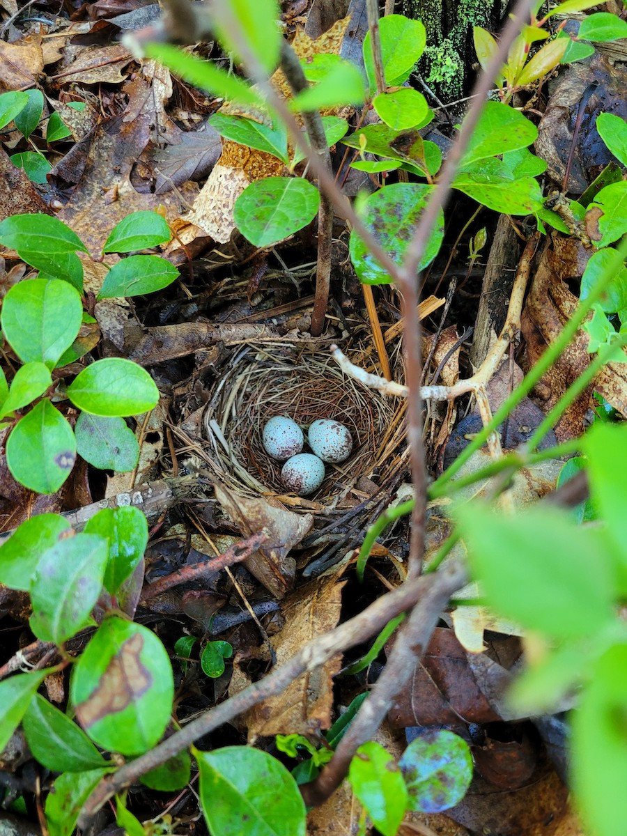 Pennsylvania Bird Atlas Checklist - 24 May 2024 - State Game Lands 91 ...