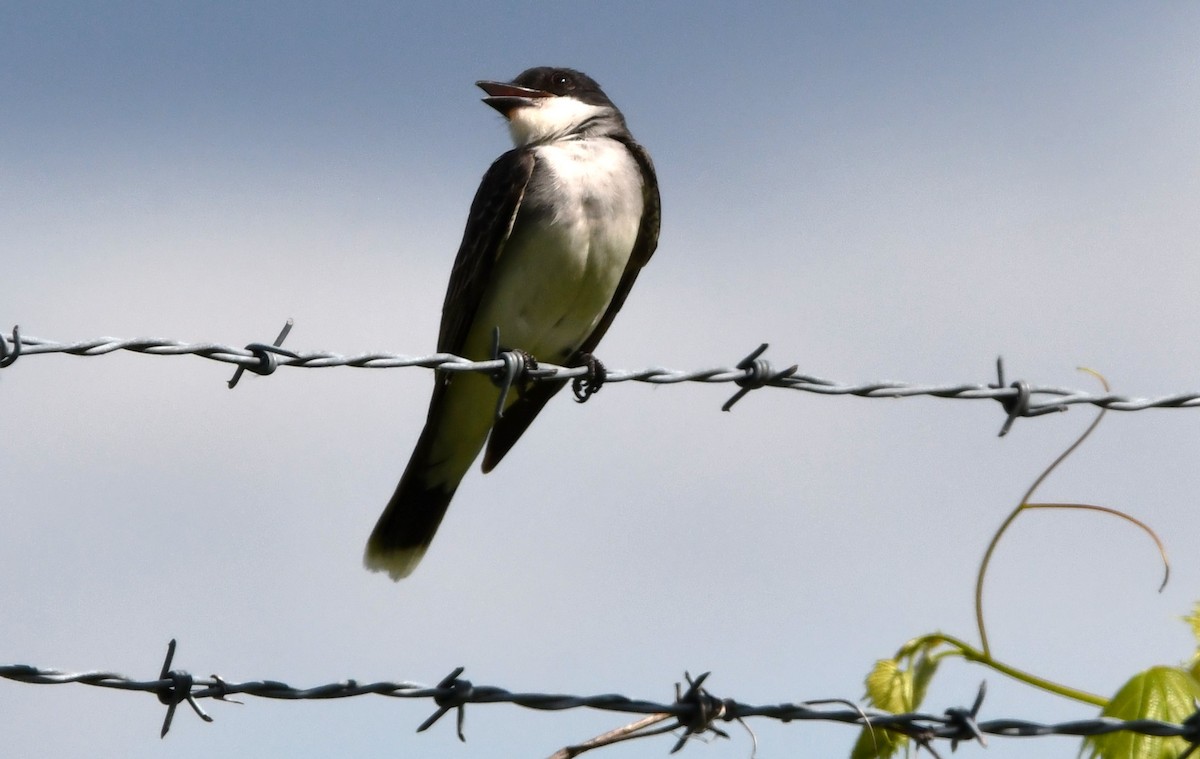 eBird Checklist - 28 May 2024 - Ernsberger Rd. - 7 species