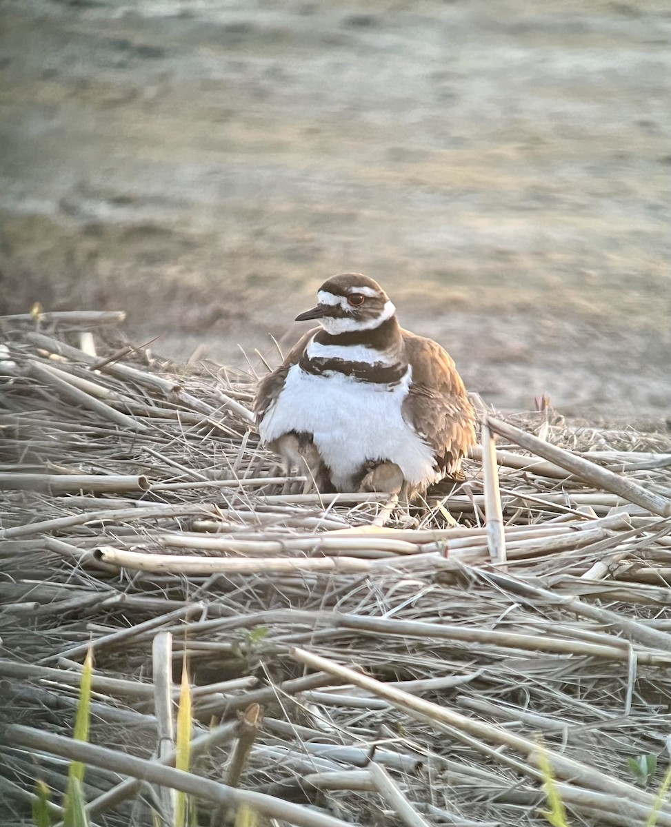 eBird Checklist - 28 May 2024 - Parker River NWR - 45 species