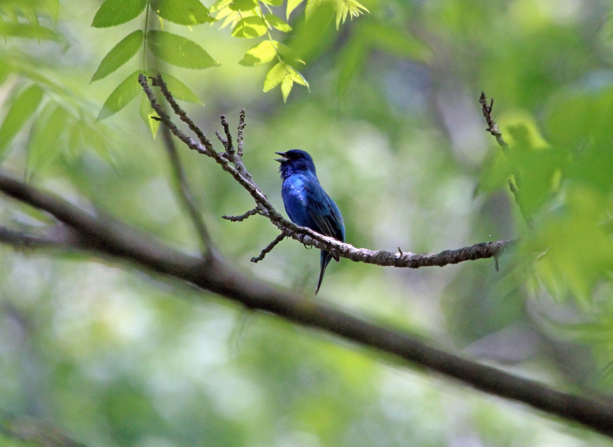 eBird Checklist - 28 May 2024 - Prettyboy Reservoir--Georges Creek ...