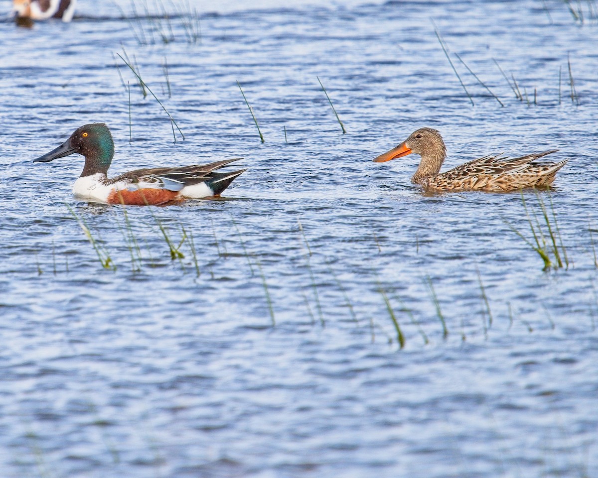 eBird Checklist - 28 May 2024 - Calgary--Rotary/Mattamy Wetlands (68 ...