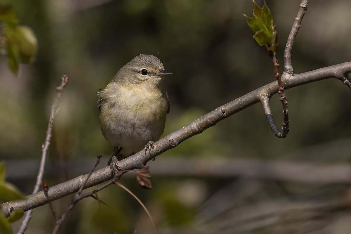 eBird Checklist - 26 May 2024 - Hangingstone PRA - 11 species