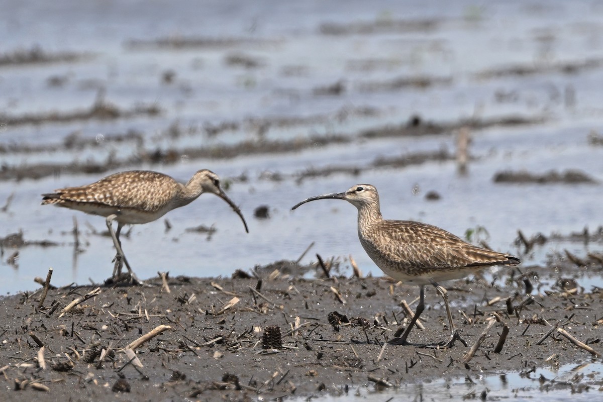 eBird Checklist - 27 May 2024 - Greene County - General County Marker ...
