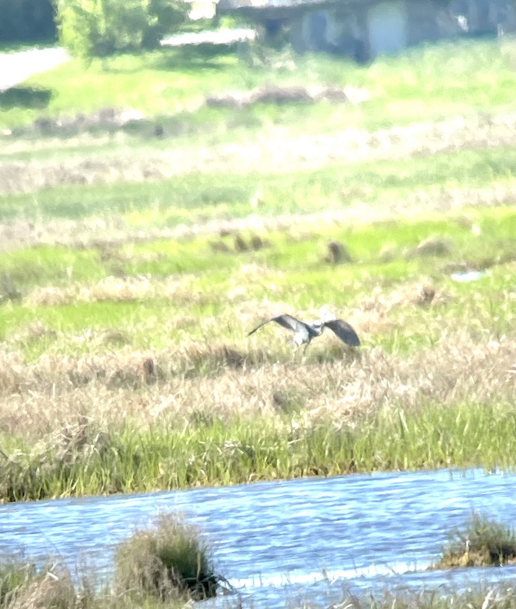 eBird Checklist - 29 May 2024 - Scarborough Marsh--Eastern Trail - 17 ...